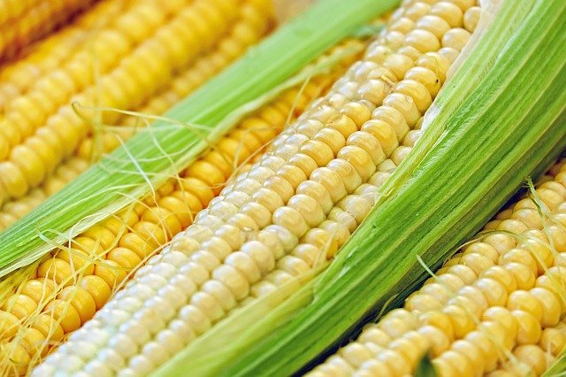 Aliments du bétail : L’ONAB lance un appel d'offres pour l’achat d’orge ...