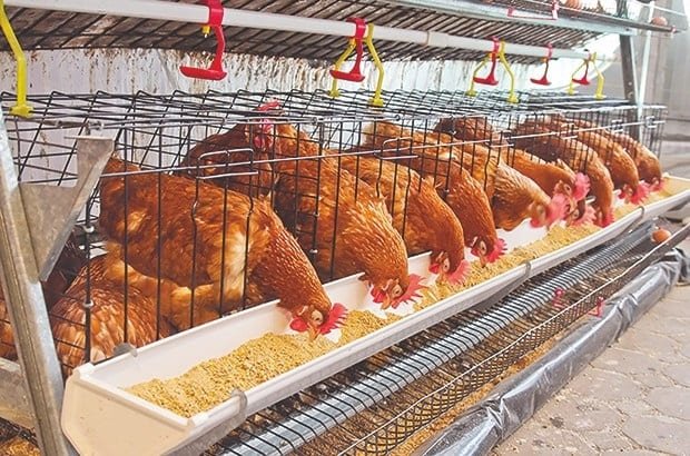 Vers la production de 200 000 Tonnes d’aliments de bétails et volailles