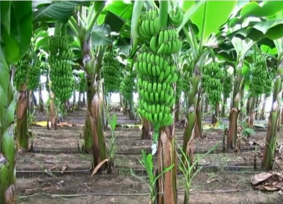 Vidéo : la culture de la banane sous serres à Jijel | Algerie Eco