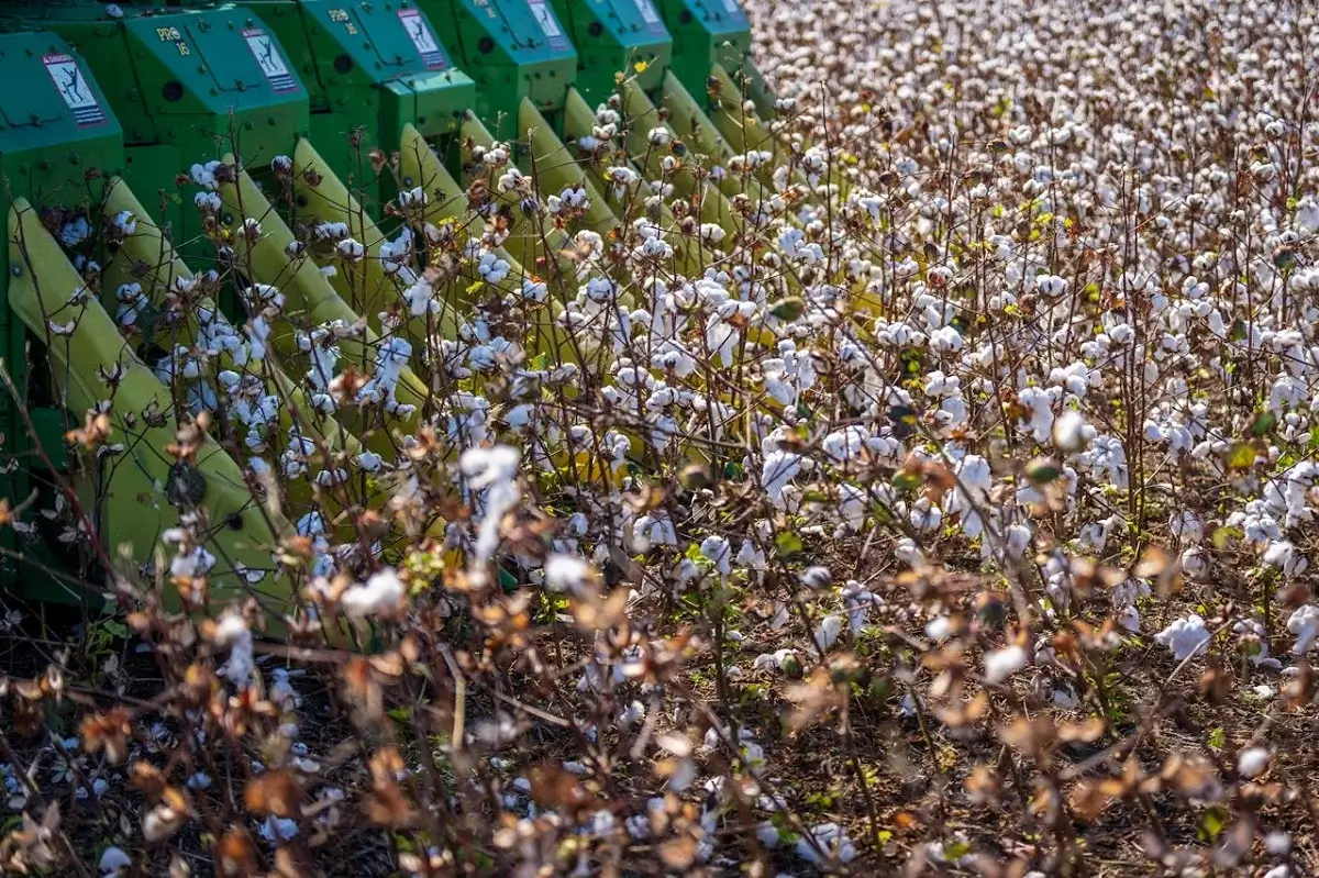 Défi du textile algérien : cultiver le coton et produire localement ...